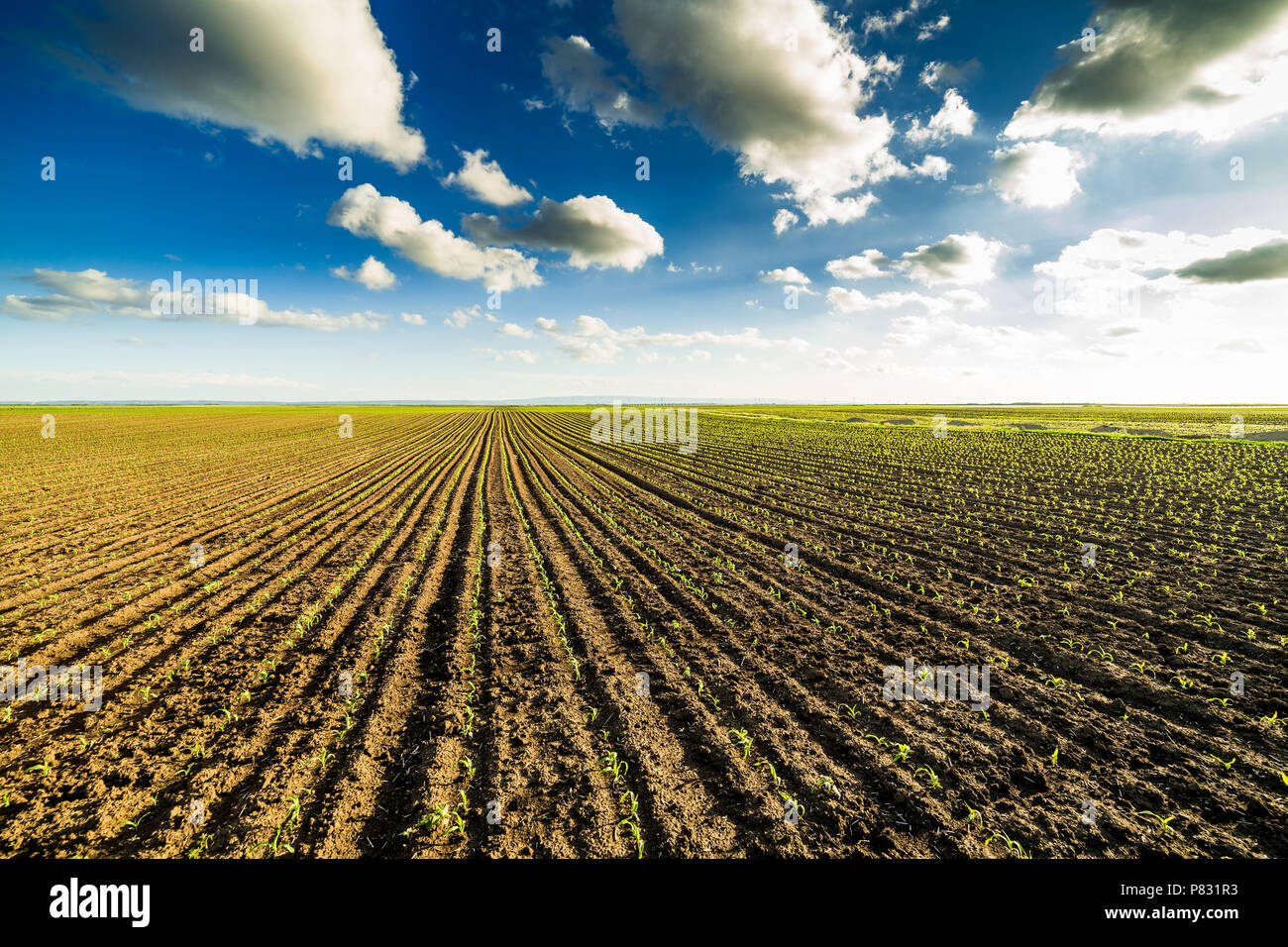 Growing corn field, green agricultural landscape Stock Photo - Alamy