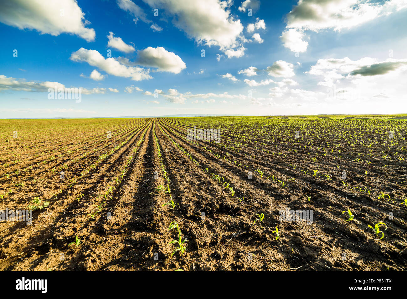 Green corn maize field in early stage Stock Photo - Alamy