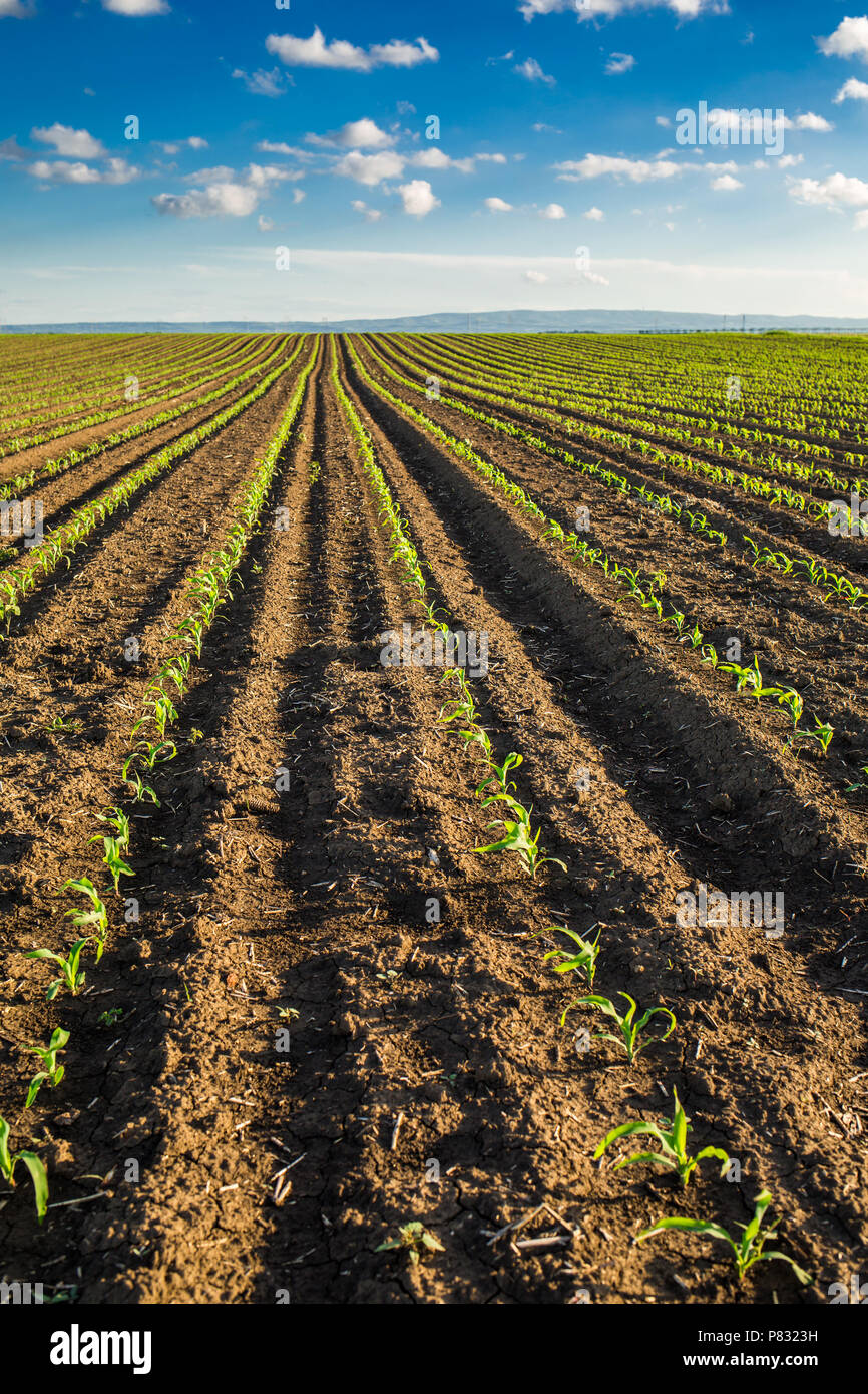 Green corn maize field in early stage Stock Photo - Alamy