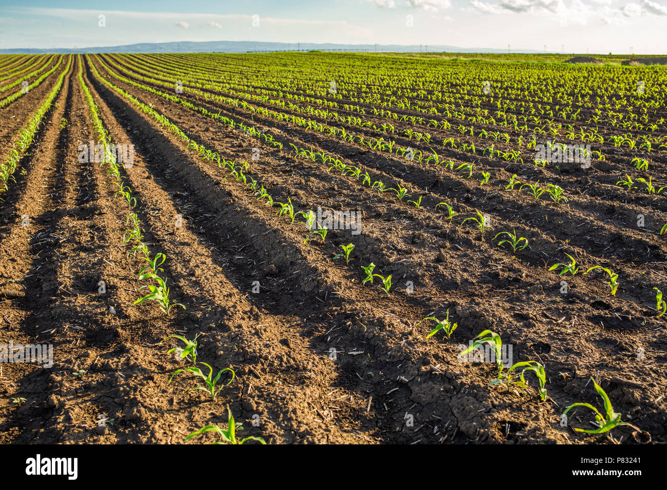 Green corn maize field in early stage Stock Photo - Alamy