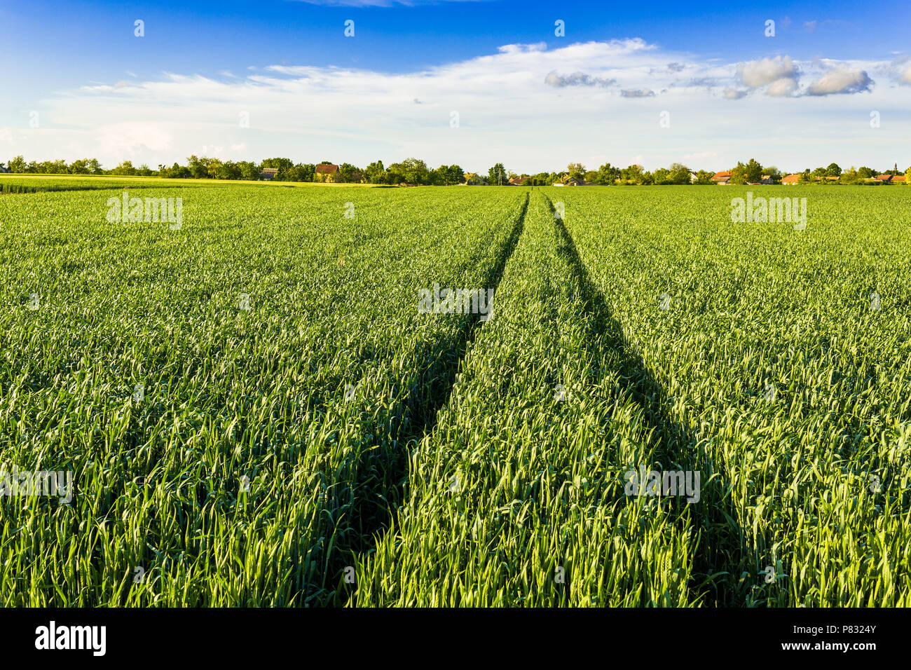 Green wheat field Stock Photo - Alamy