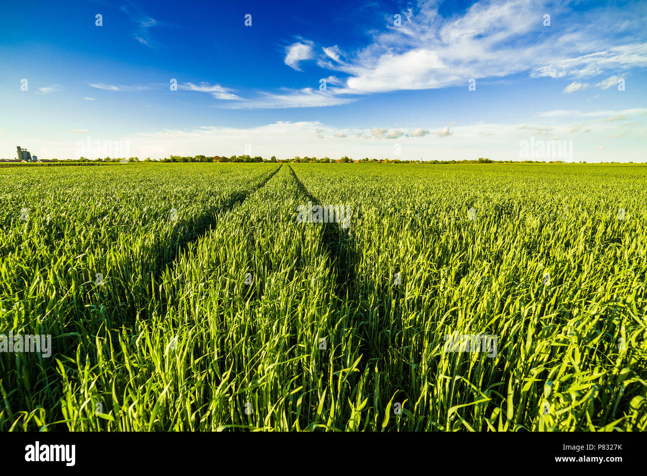 Green wheat field Stock Photo - Alamy