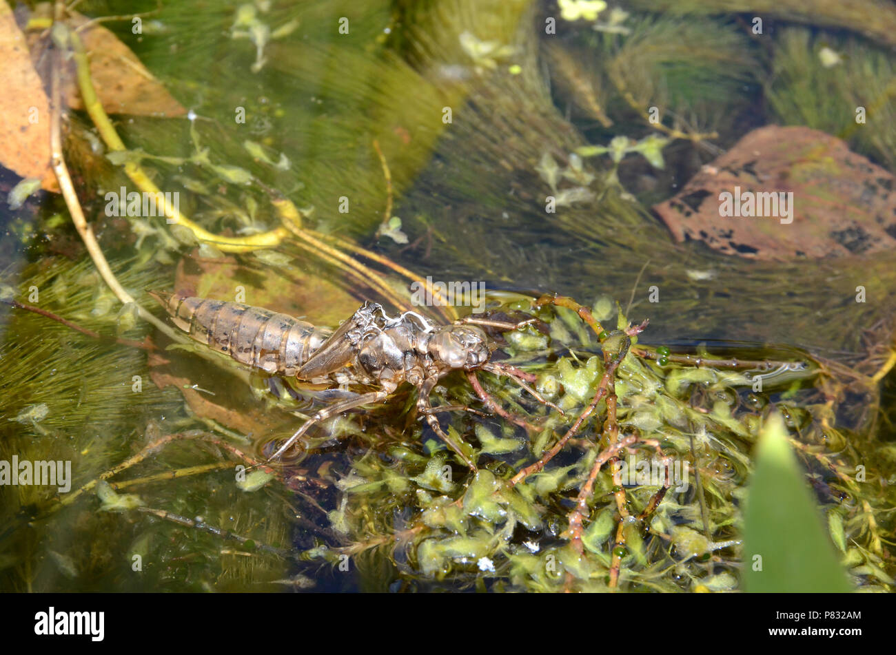 The empty skin of a dragon fly larvae. The larvae has completed its ...