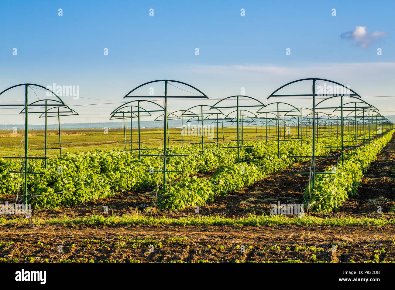 Raspberry plantation orchard field Stock Photo - Alamy