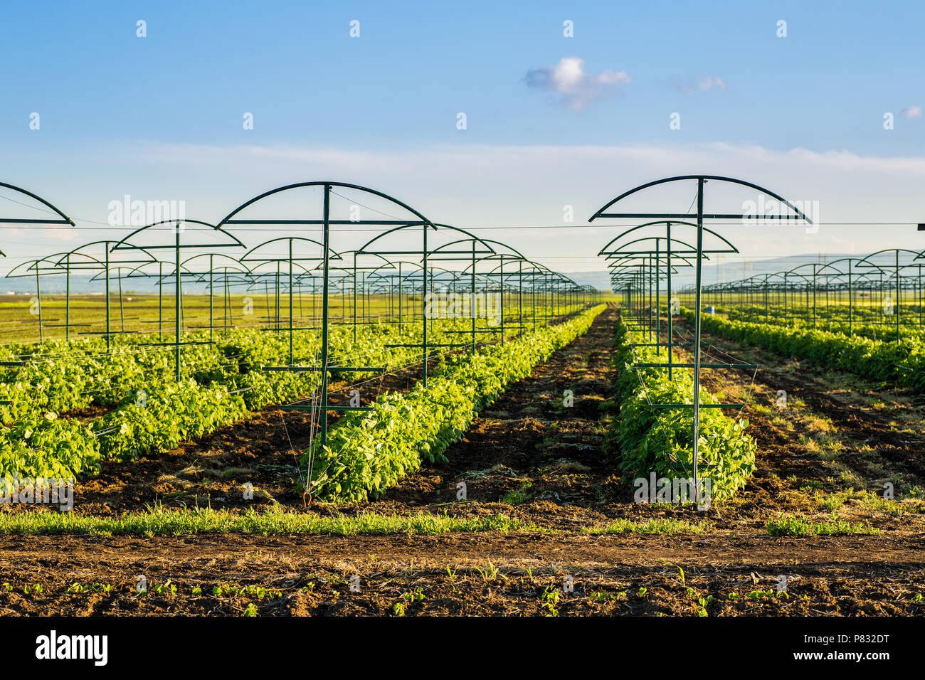 Raspberry plantation hi-res stock photography and images - Alamy