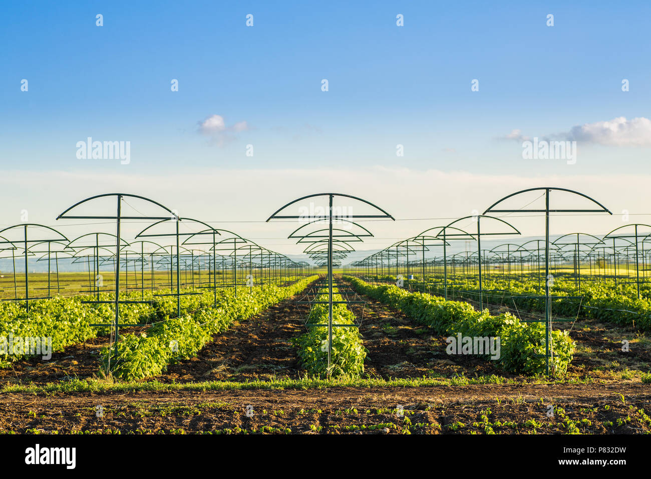 Raspberry plantation orchard field Stock Photo - Alamy