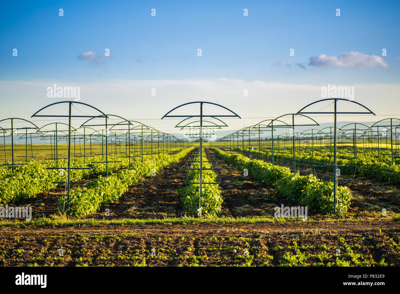 Raspberry plantation orchard field Stock Photo - Alamy
