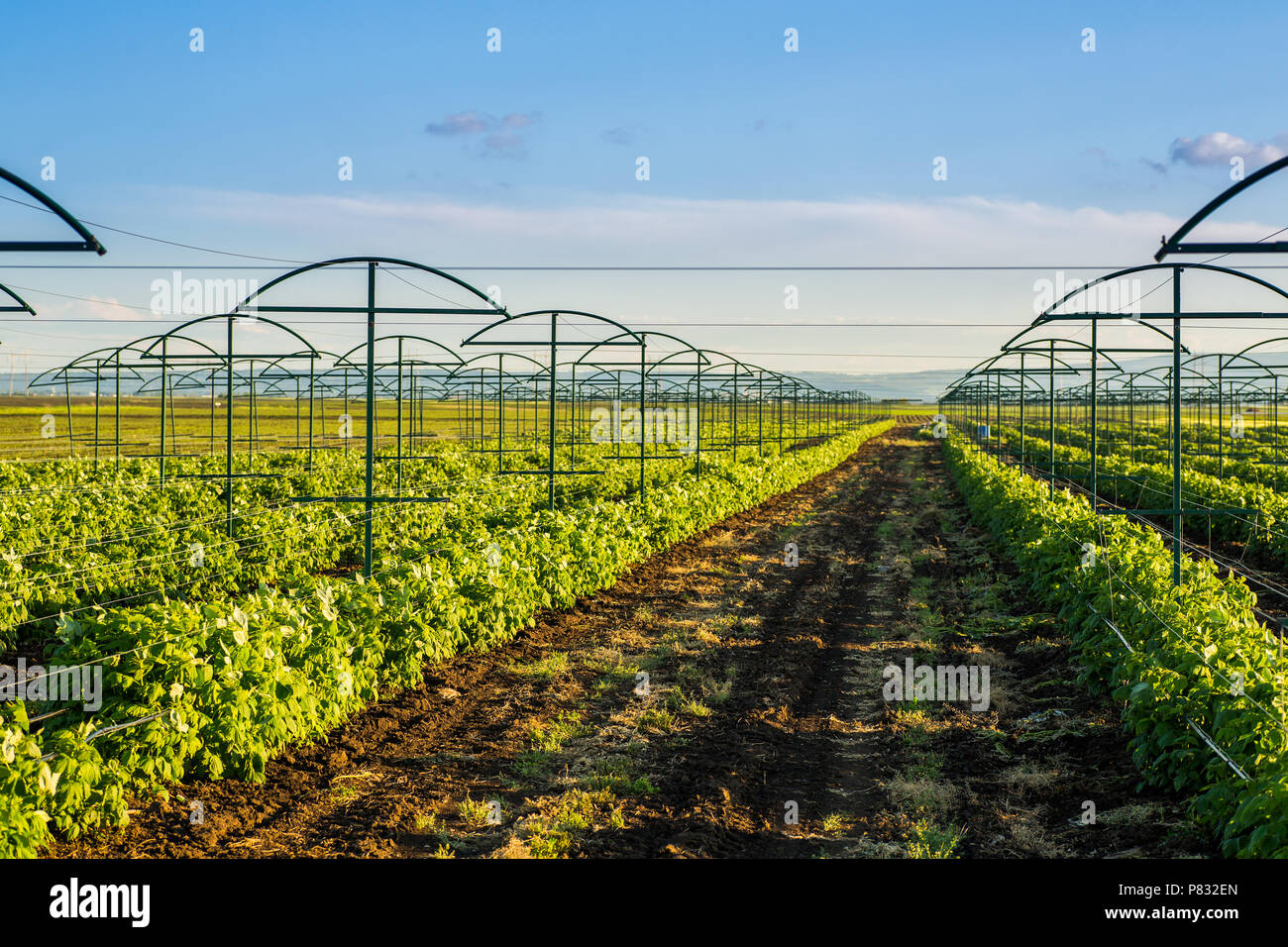 Raspberry plantation orchard field Stock Photo - Alamy