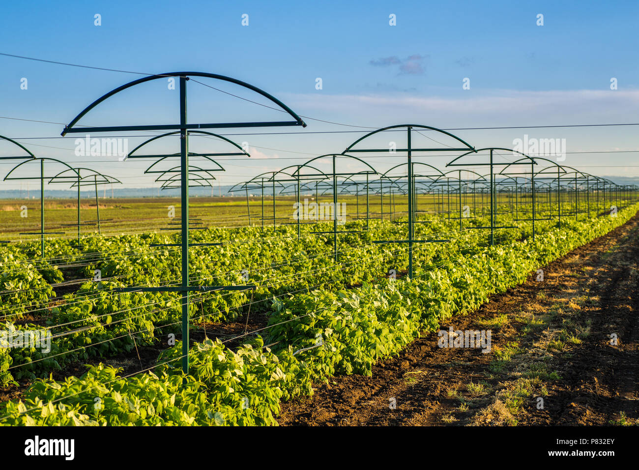 Raspberry plantation orchard field Stock Photo - Alamy