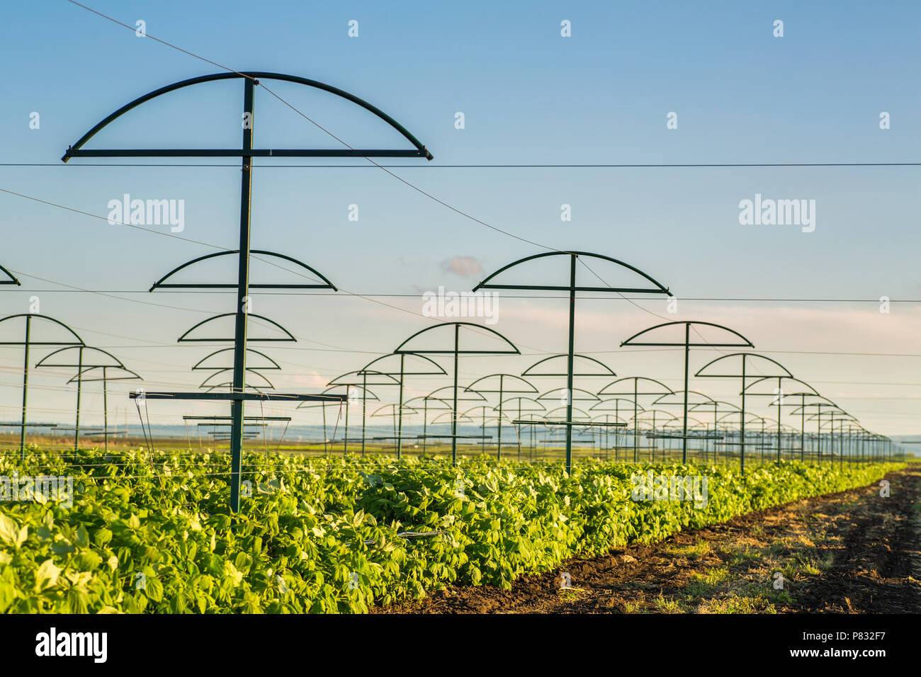Raspberry plantation orchard field Stock Photo - Alamy