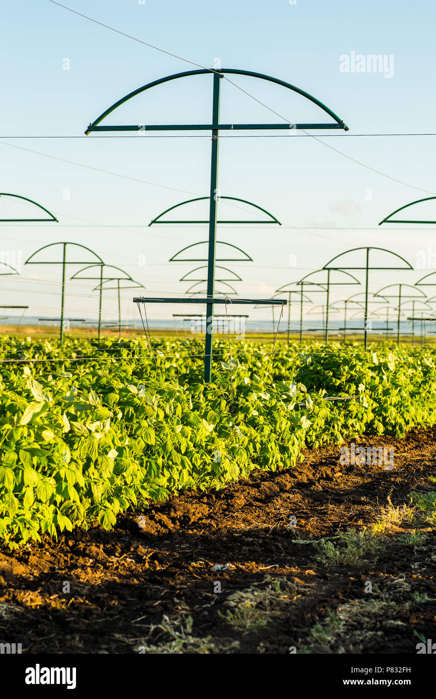 Raspberry plantation hi-res stock photography and images - Alamy