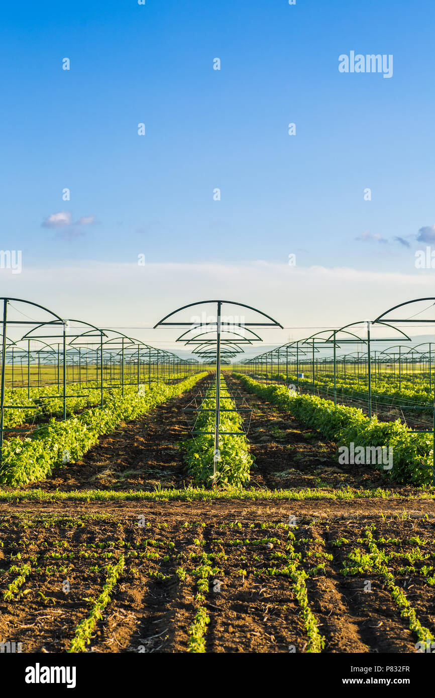 Raspberry plantation orchard field Stock Photo - Alamy