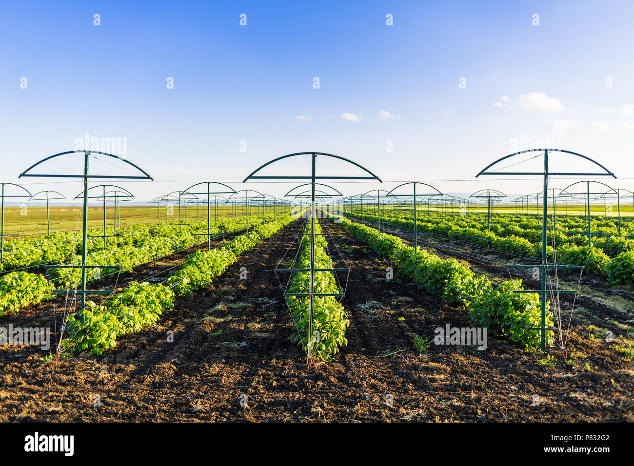 Raspberry plantation orchard field Stock Photo - Alamy