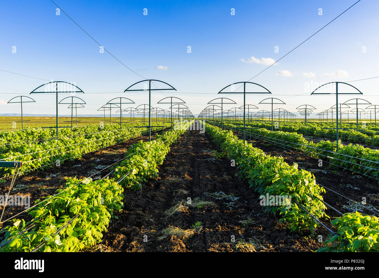 Raspberry plantation orchard field Stock Photo - Alamy