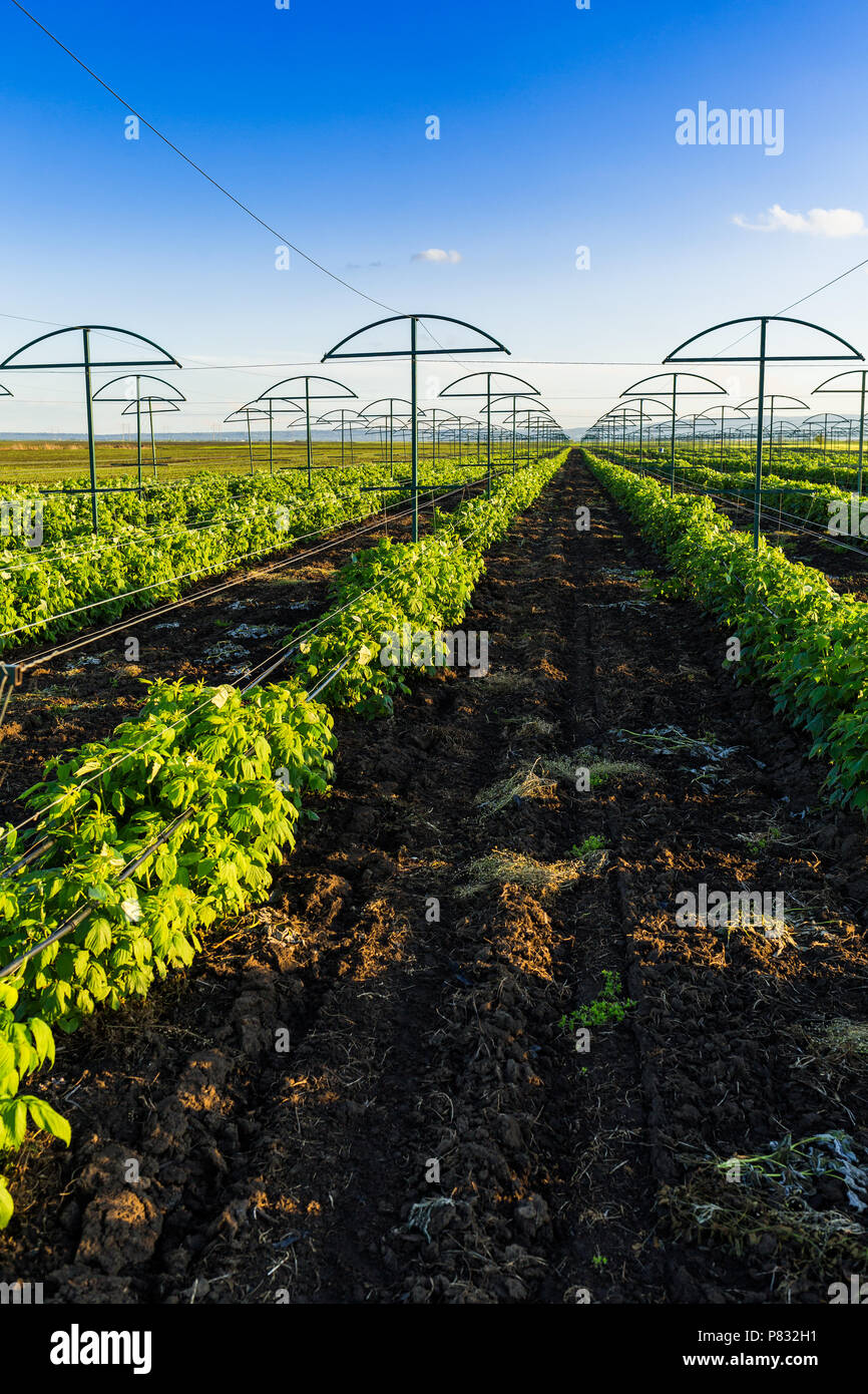 Raspberry plantation orchard field Stock Photo - Alamy