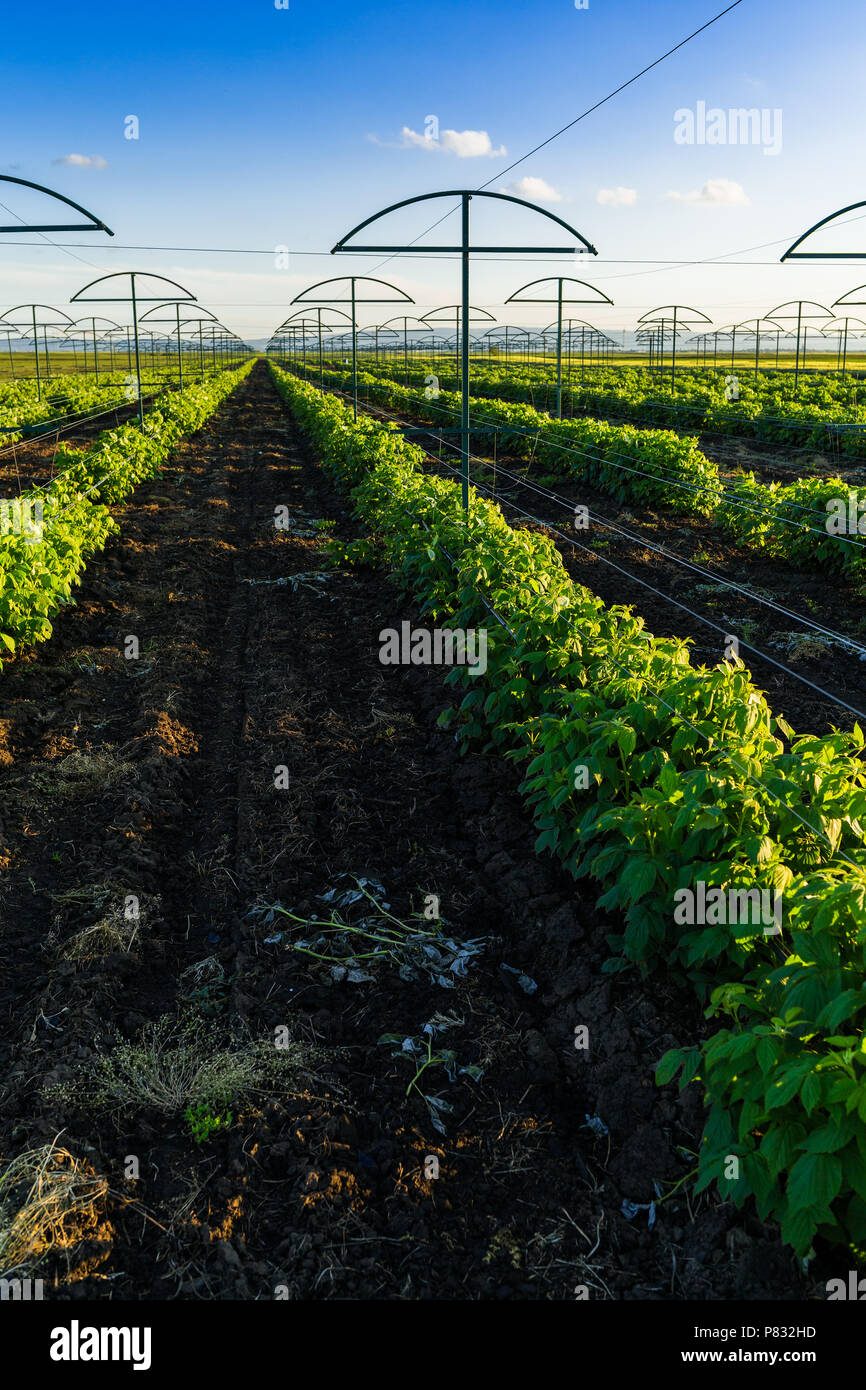 Raspberry plantation orchard field Stock Photo - Alamy