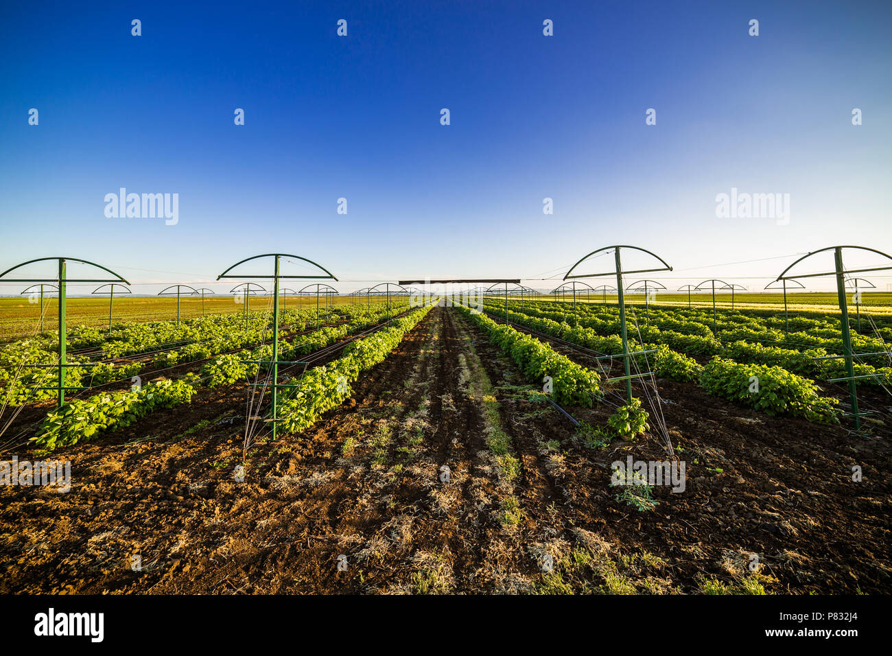 Raspberry plantation orchard field Stock Photo - Alamy