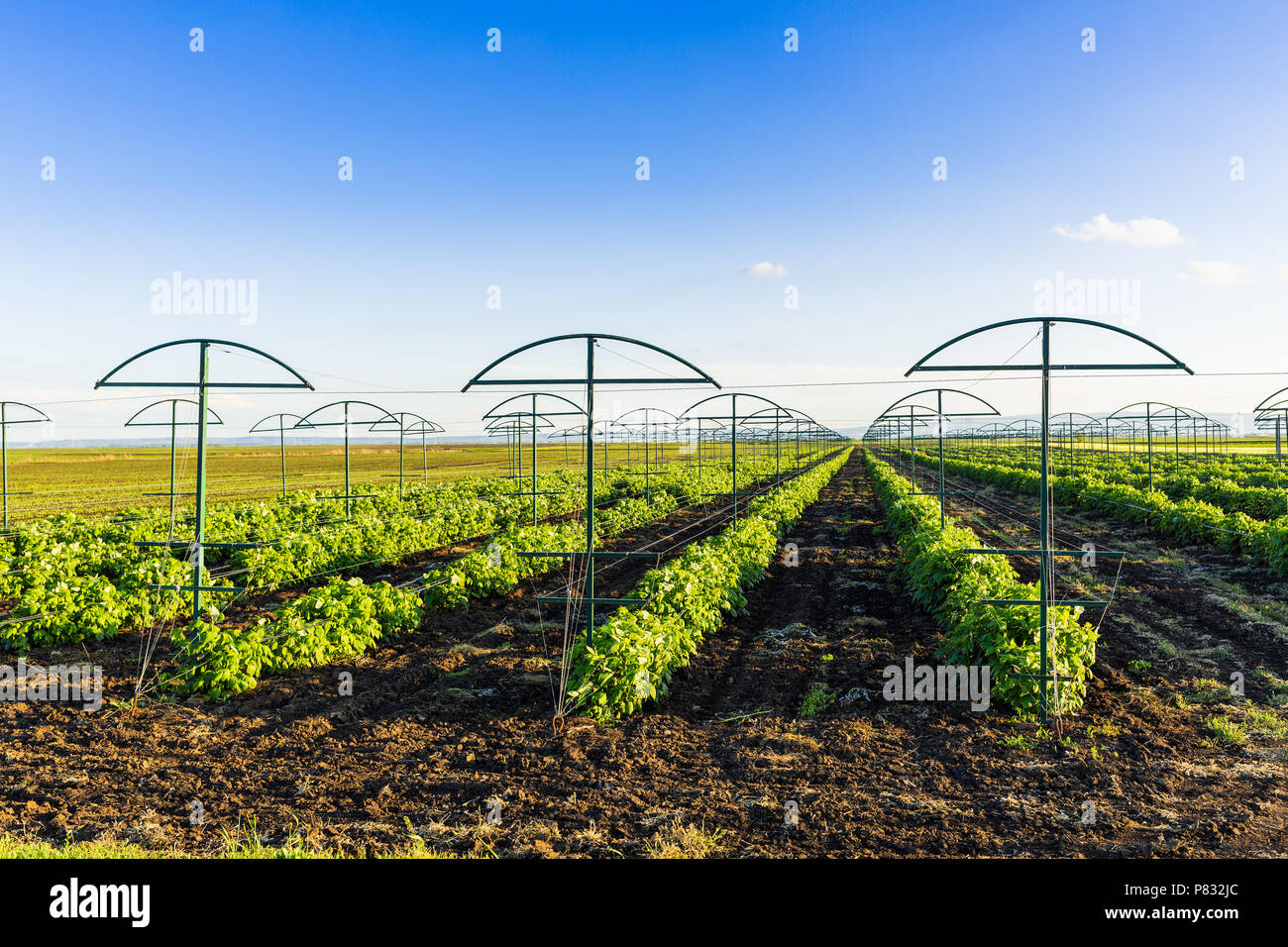 Raspberry plantation orchard field Stock Photo - Alamy
