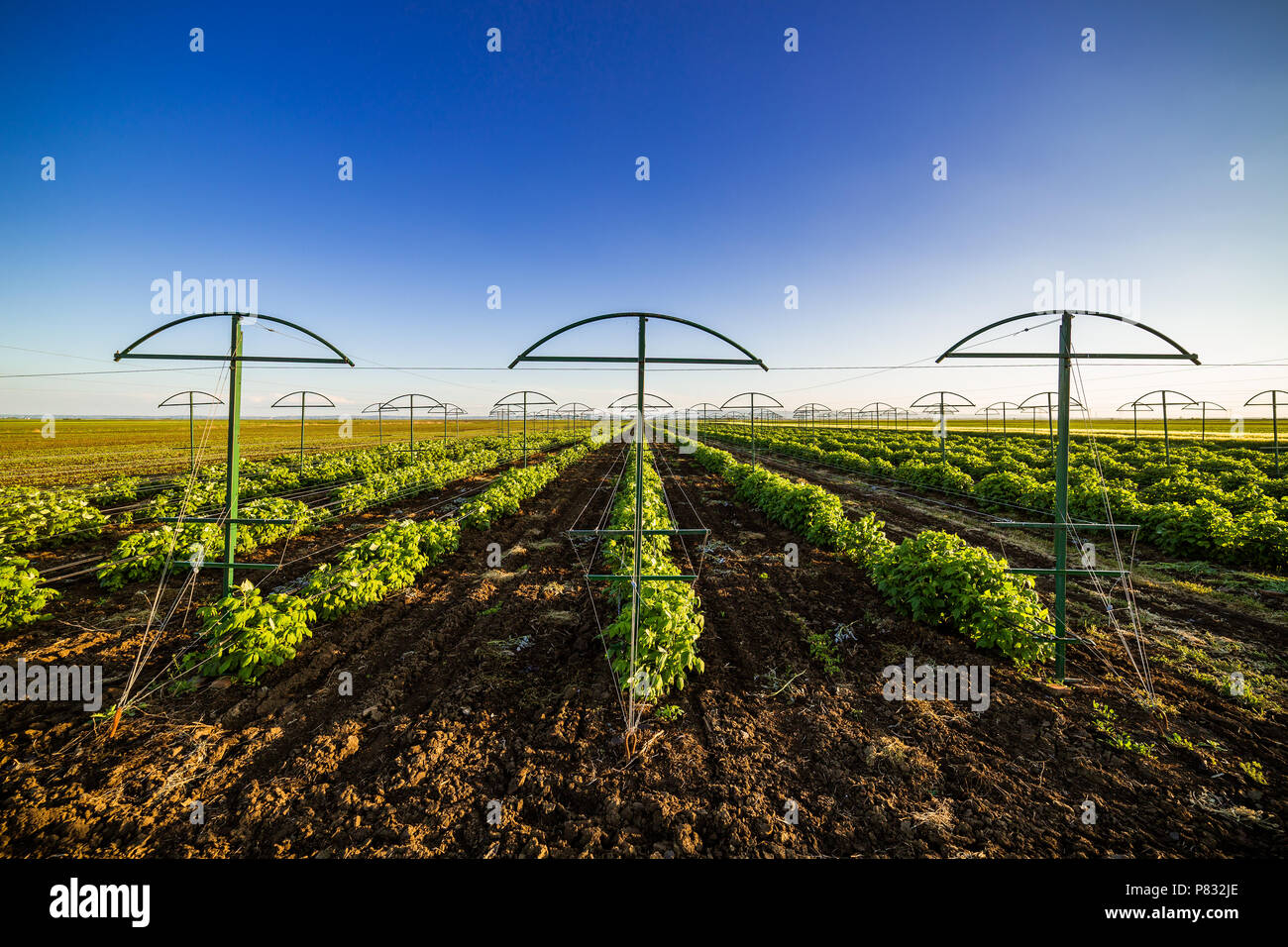 Raspberry plantation orchard field Stock Photo - Alamy