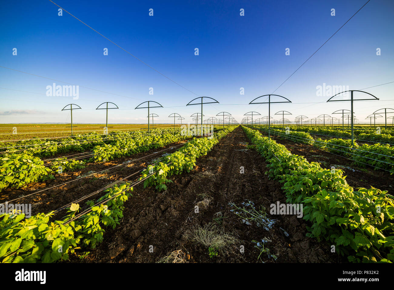 Raspberry plantation orchard field Stock Photo - Alamy