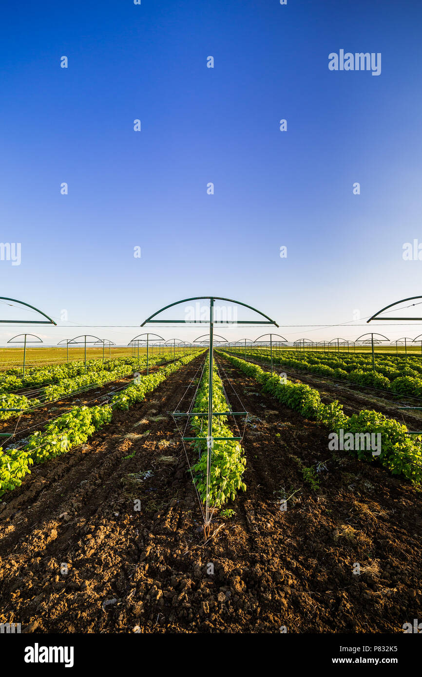 Raspberry plantation orchard field Stock Photo - Alamy