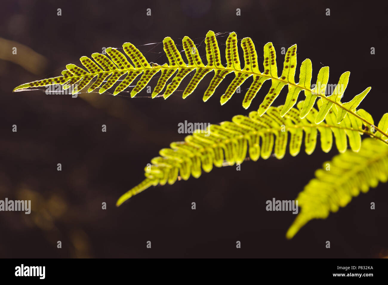 Three pollen-producing fern leaves against dark background. Forest of ...