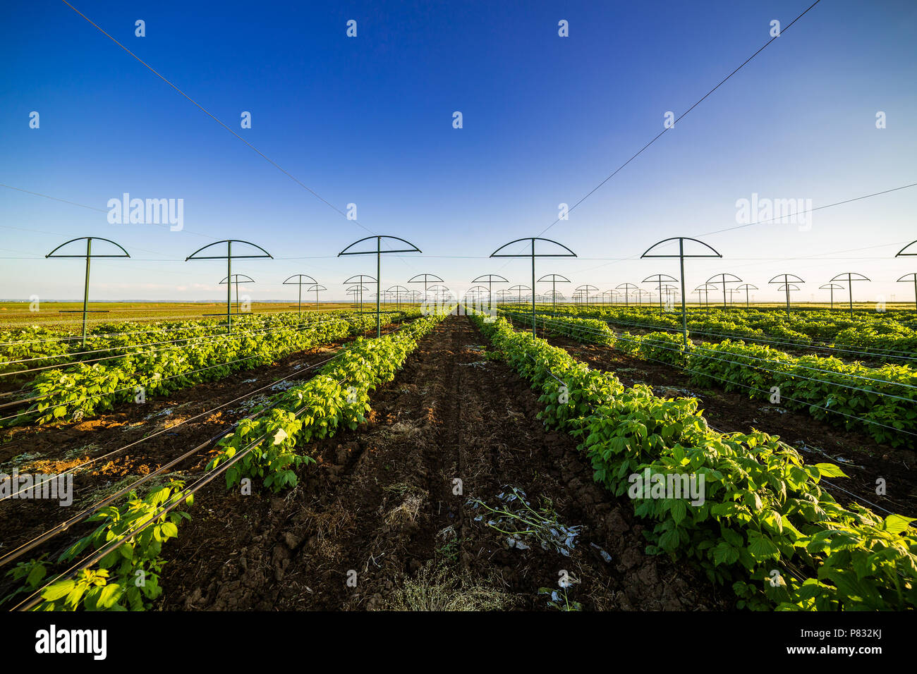 Raspberry plantation orchard field Stock Photo - Alamy