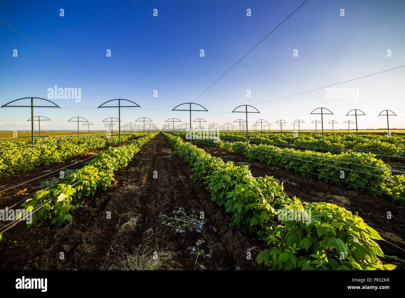 Raspberry plantation orchard field Stock Photo - Alamy