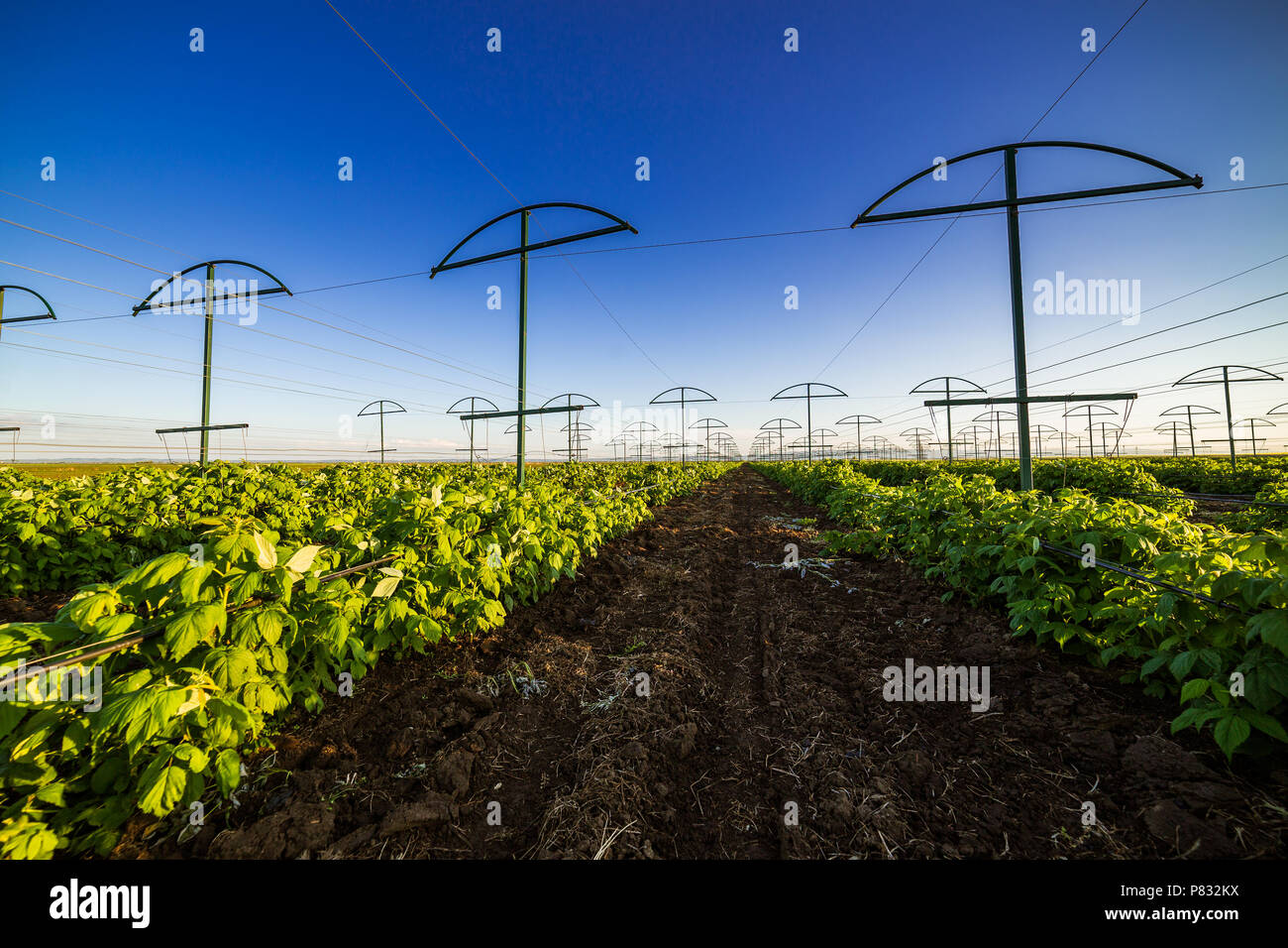 Raspberry plantation orchard field Stock Photo - Alamy