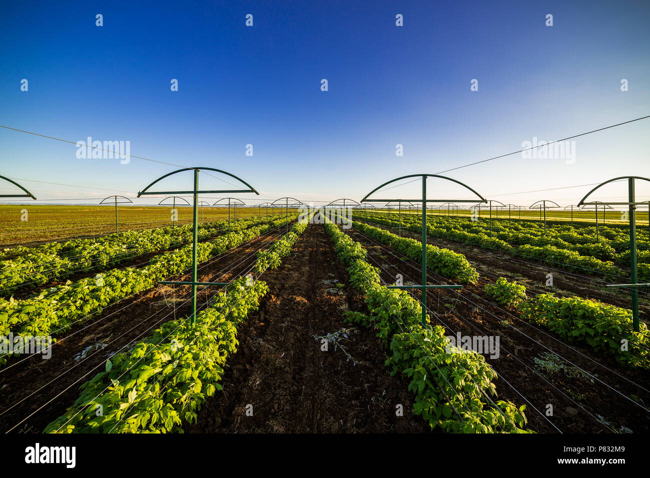 Raspberry plantation orchard field Stock Photo - Alamy