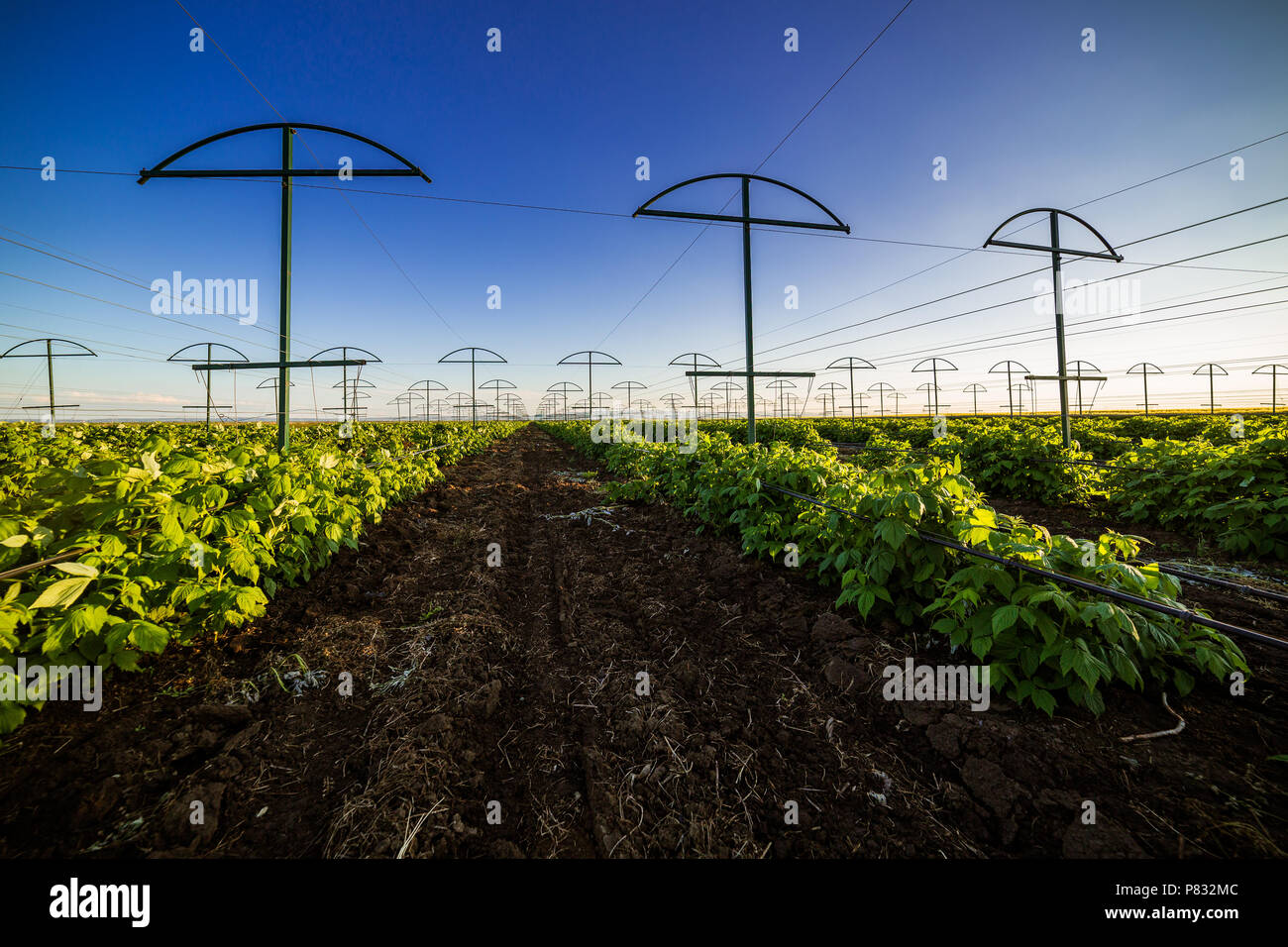 Raspberry plantation orchard field Stock Photo - Alamy