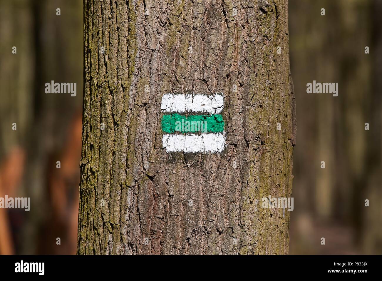 Hiking trail signs in the forest Stock Photo - Alamy