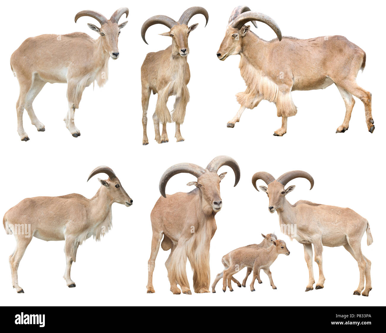 male and female barbary sheep isolated on white background Stock Photo ...