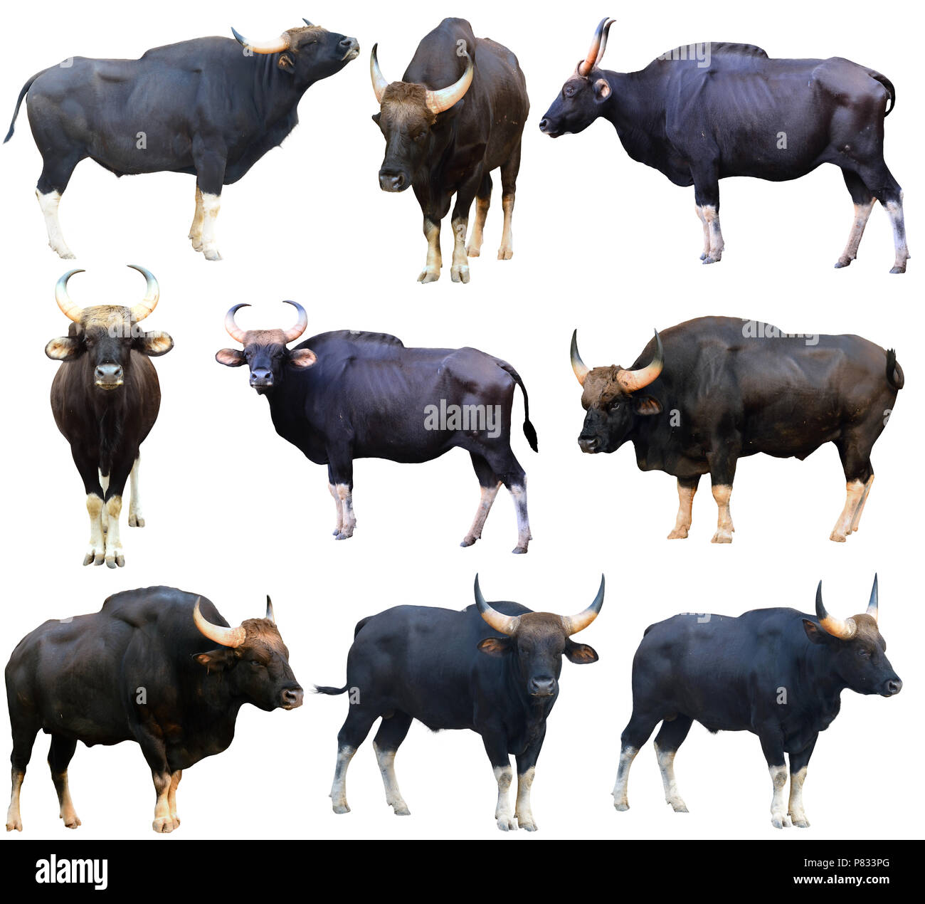gaur ( Bos gaurus ) isolated on white background Stock Photo - Alamy