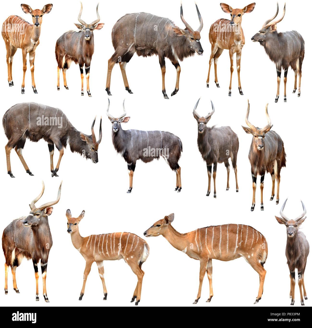 male and female nyala isolated on white background Stock Photo - Alamy