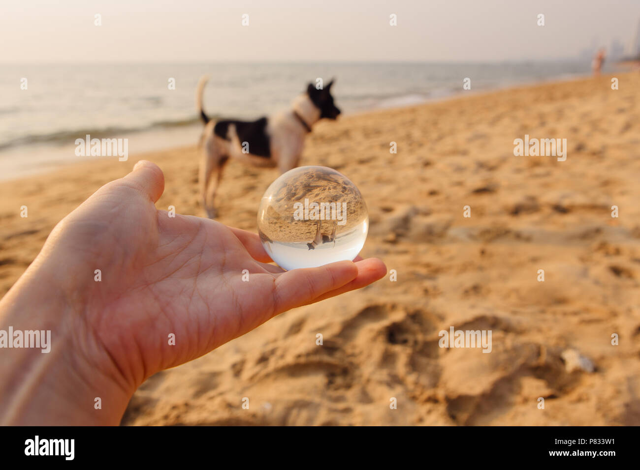 Crystal lens ball in hand with reflection of a dog on the sea shore ...