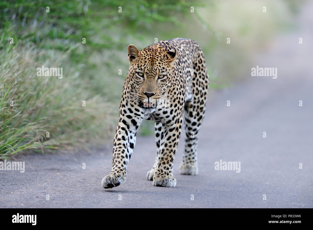 Leopard on the tar road bush in Kruger Stock Photo - Alamy