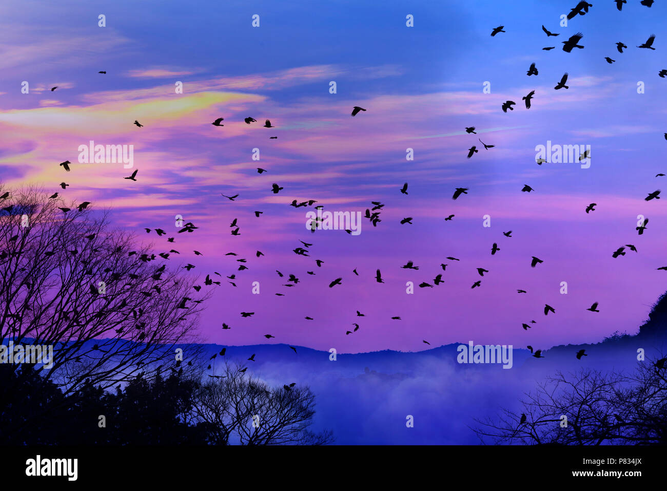 Group of Ravens flying over the cloud Stock Photo - Alamy