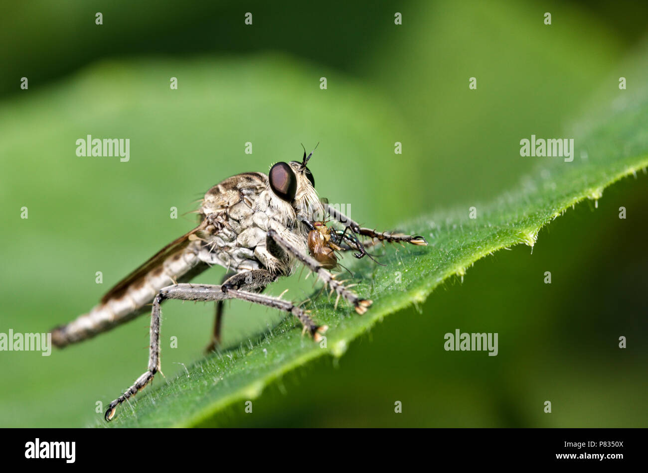 Assassin fly hi-res stock photography and images - Alamy