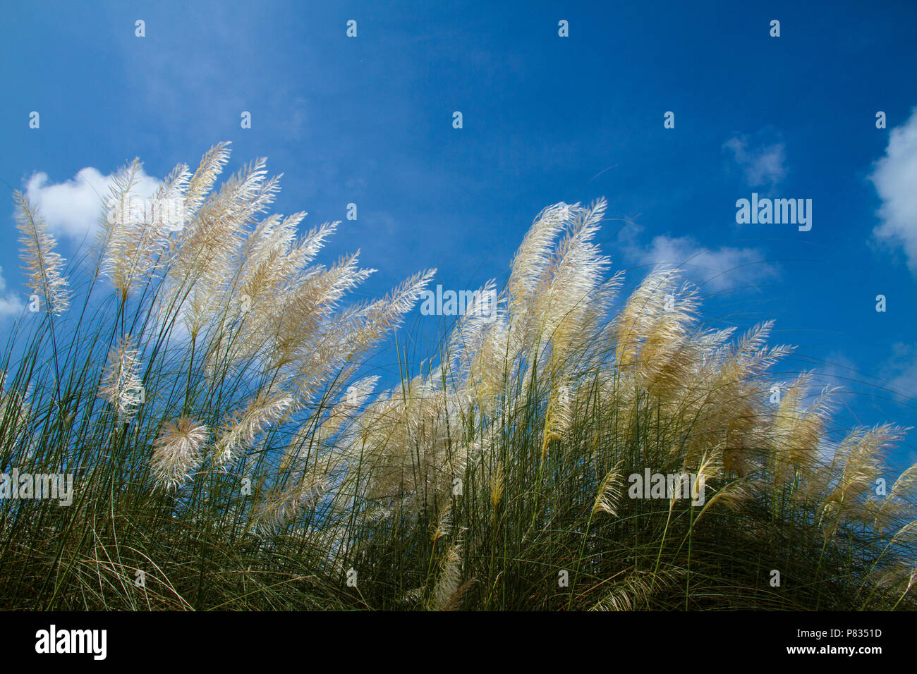 Kashful hi-res stock photography and images - Alamy