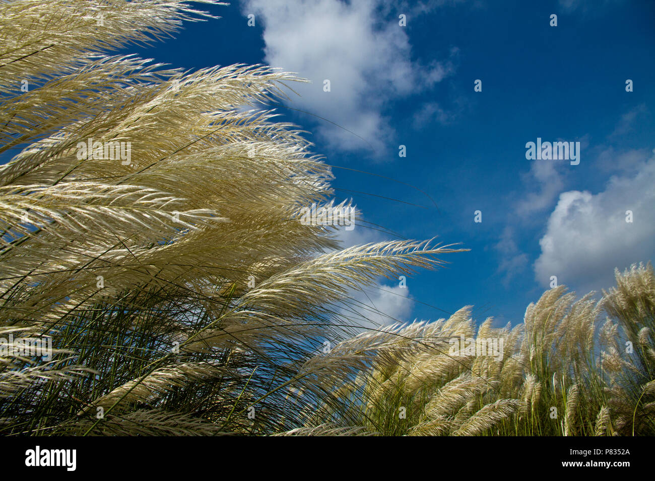 The kashful asia hi-res stock photography and images - Alamy