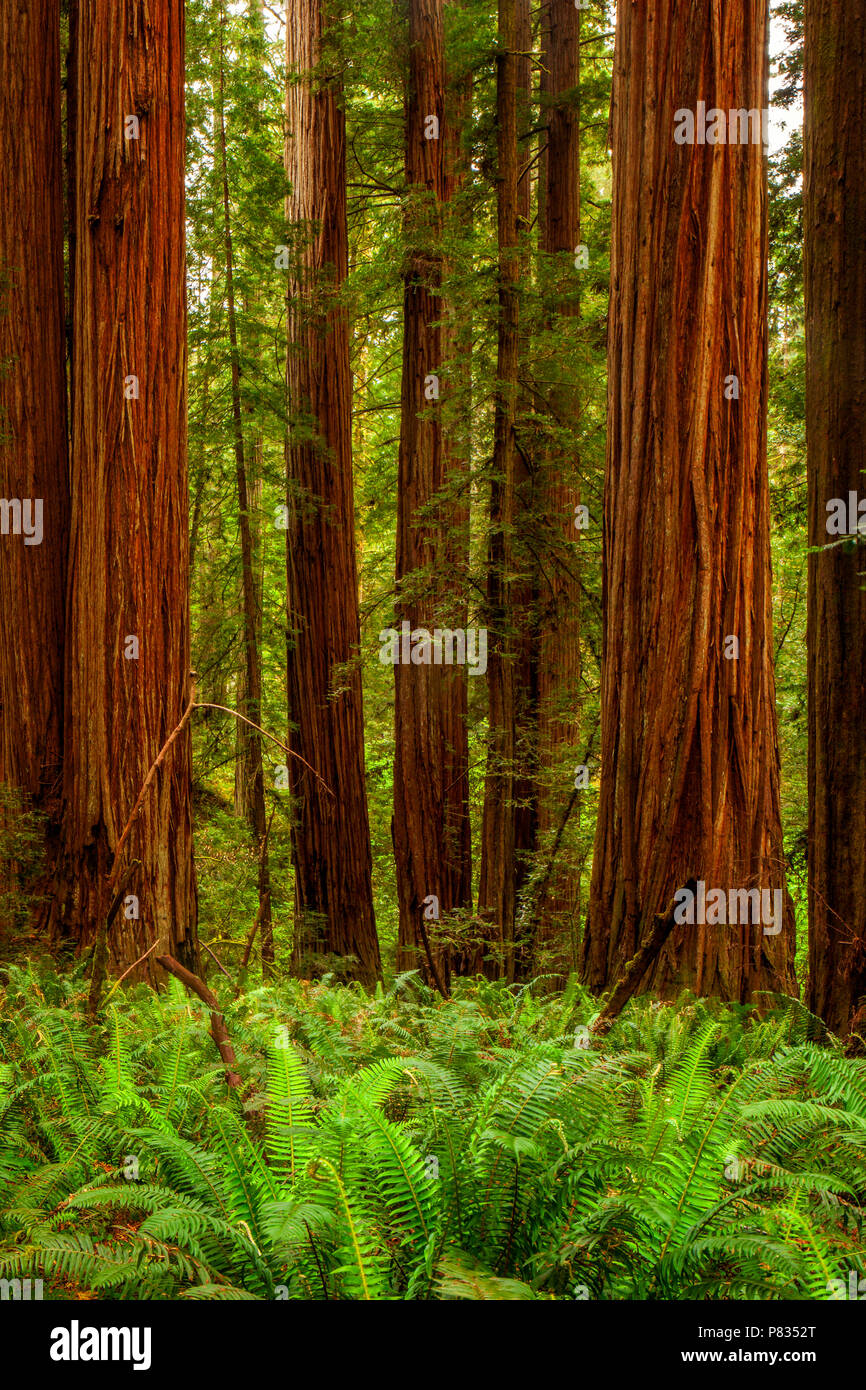 California's Redwoods National and State Parks Stock Photo - Alamy