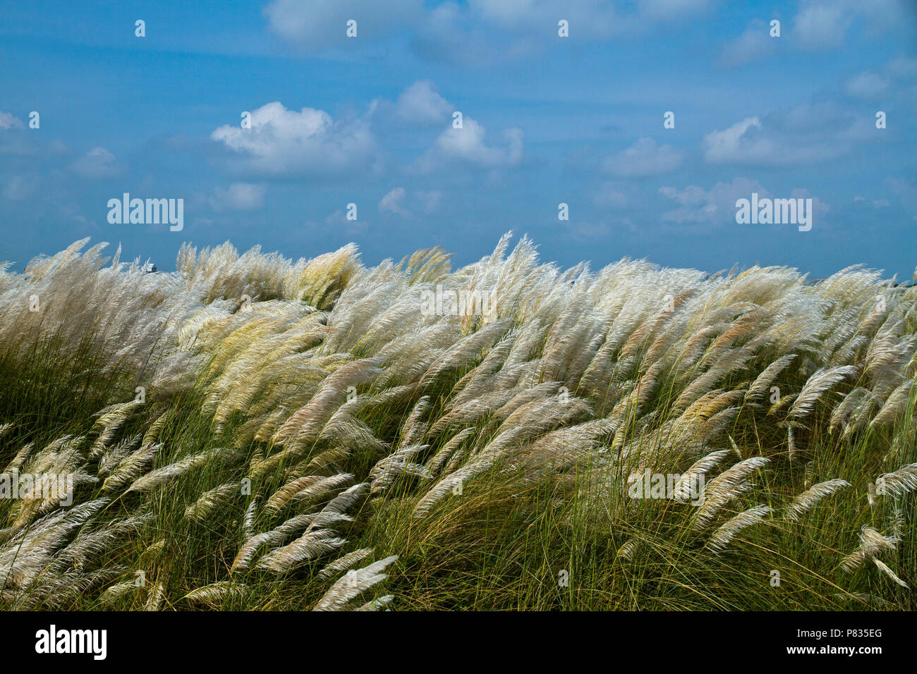 Kashful hi-res stock photography and images - Alamy