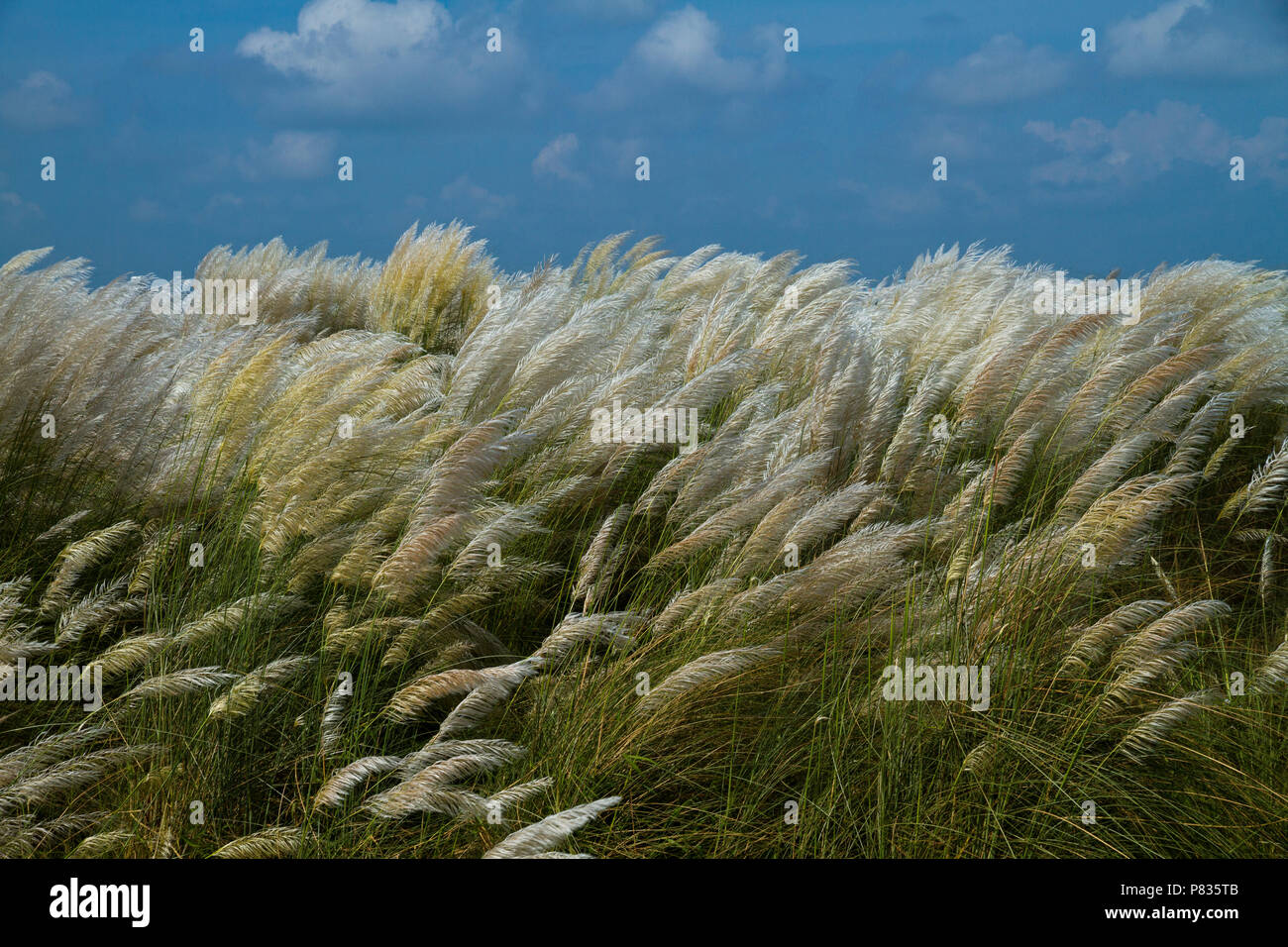 The kashful asia hi-res stock photography and images - Alamy