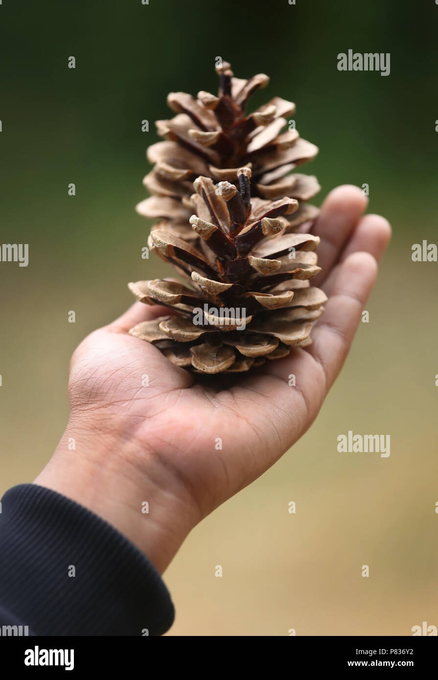 Hand holding cone hi-res stock photography and images - Alamy