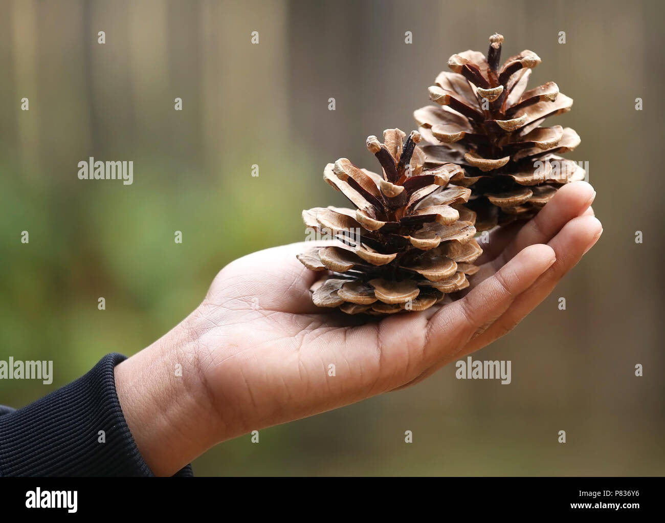 Hand holding pine cone nature outdoor Stock Photo - Alamy