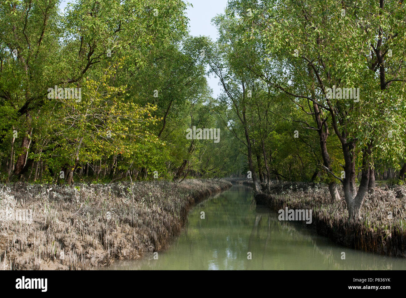 Keora tree hi-res stock photography and images - Alamy