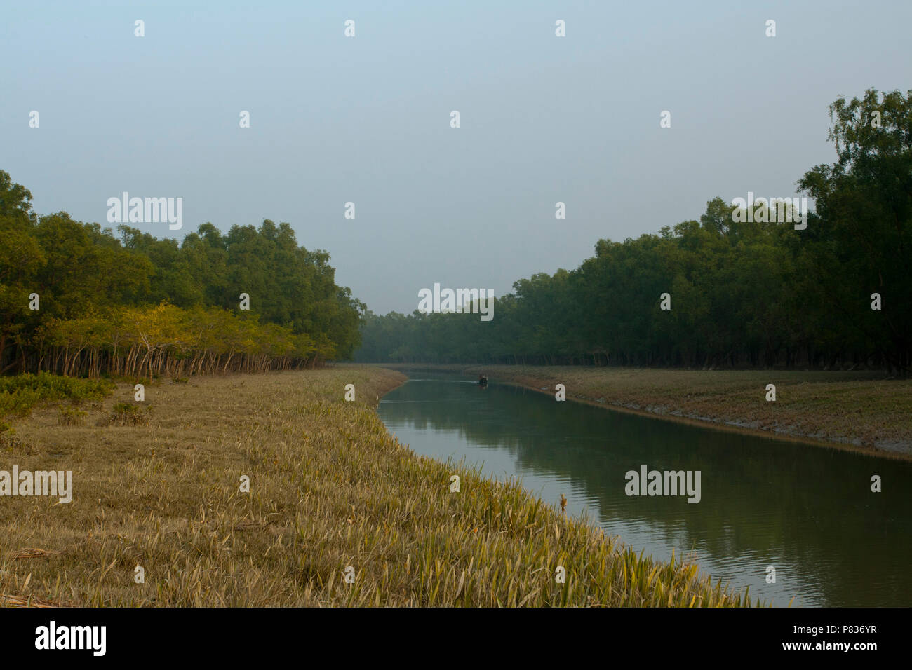Keora tree hi-res stock photography and images - Alamy