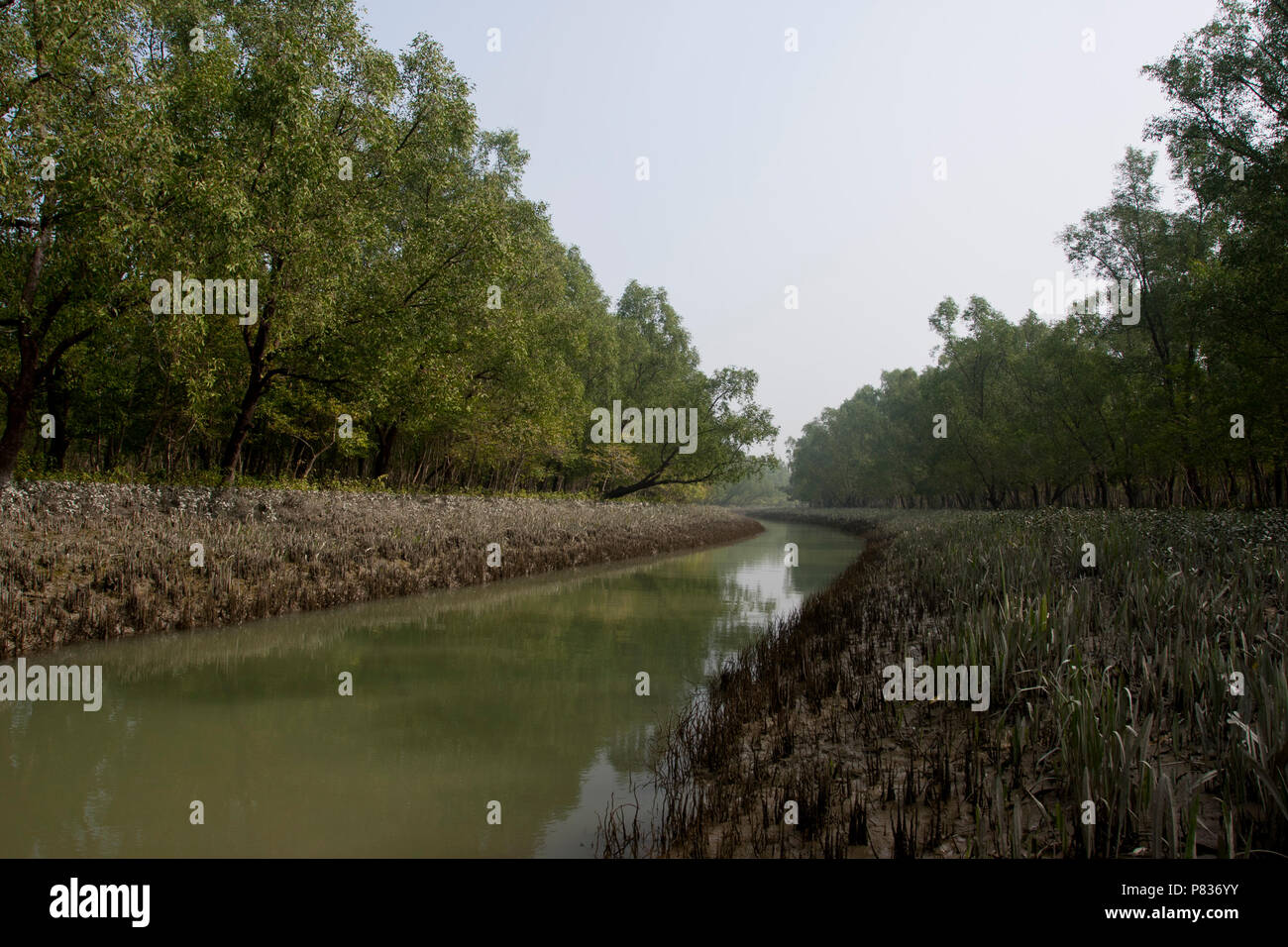 Keora tree hi-res stock photography and images - Alamy