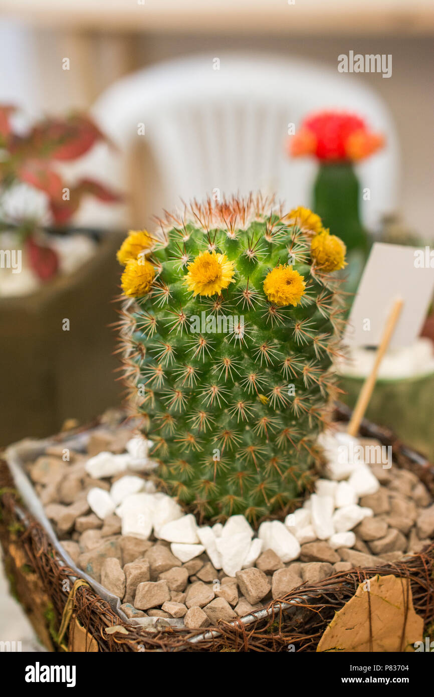 Little colorful cactus plant in a small pot Stock Photo - Alamy